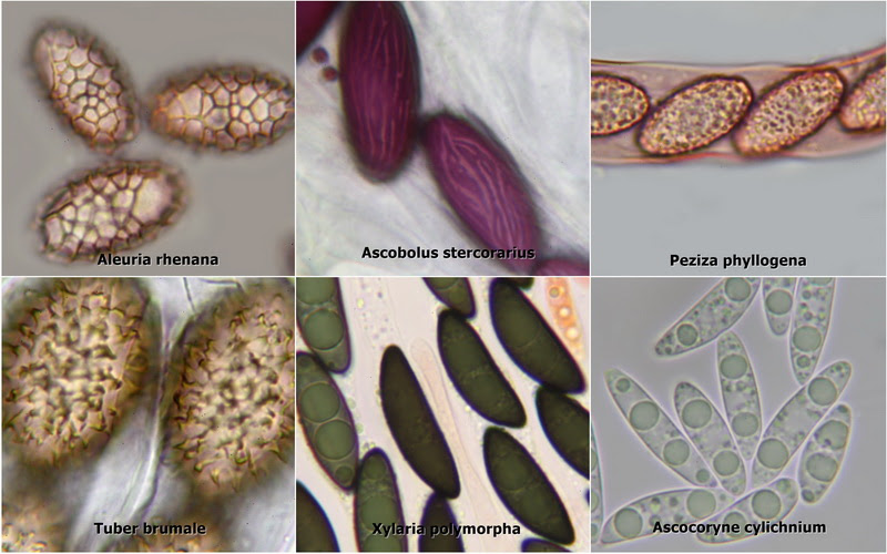 El mundo microscópico de los hongos: Ascomicetos