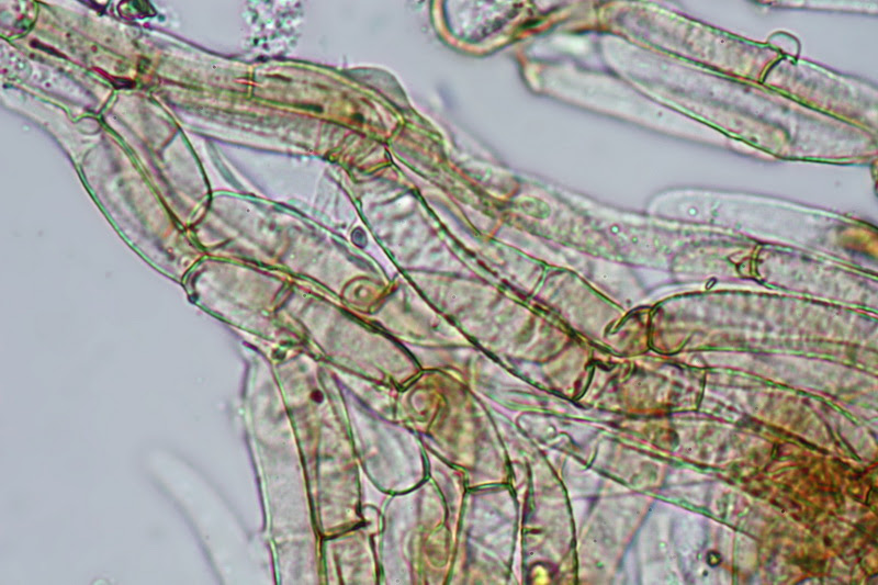 El mundo microscópico de los hongos: Inocybe terrigena (Fr.)Kuhn
