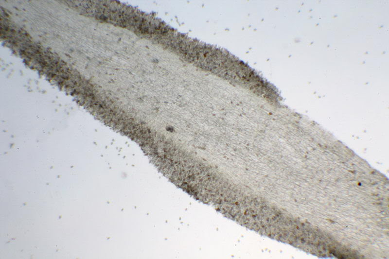 El mundo microscópico de los hongos: Inocybe terrigena (Fr.)Kuhn