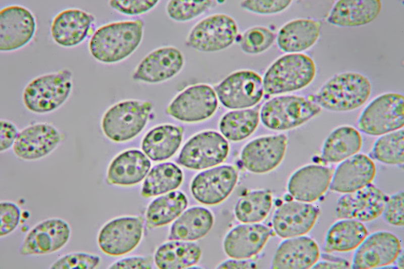 El mundo microscópico de los hongos: Basidiomicetos