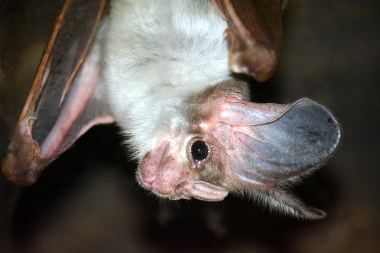 Info on Bats | Ghost Bat