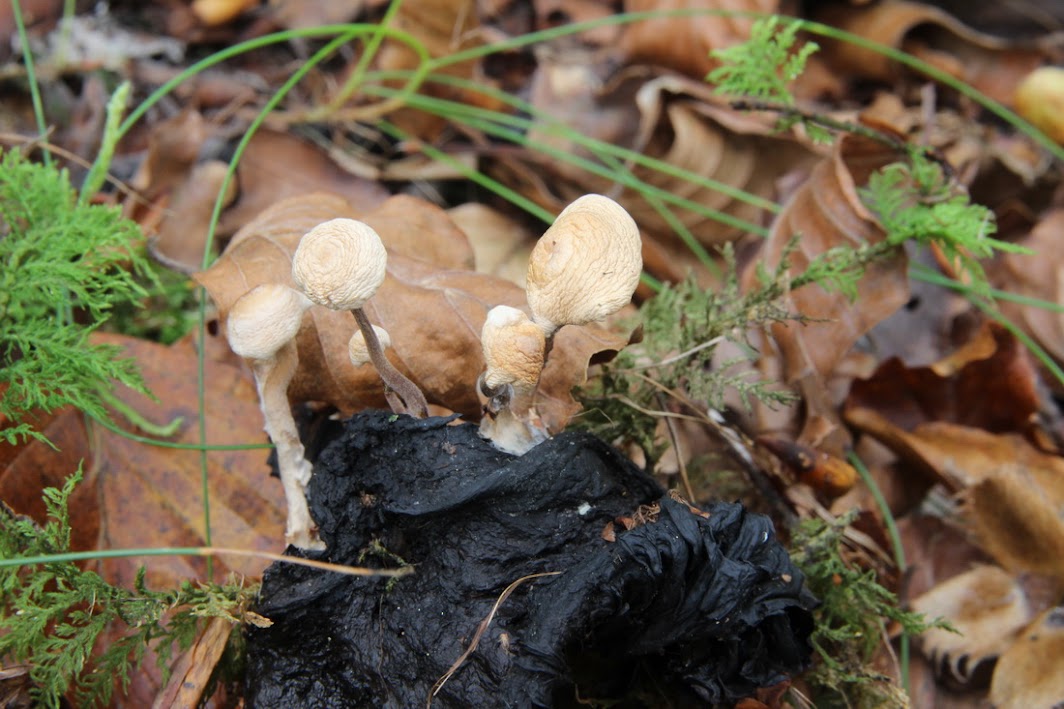 Guía de Setas y Hongos de Navarra.: Collybia cirrhata (Schumach.) Quél.
