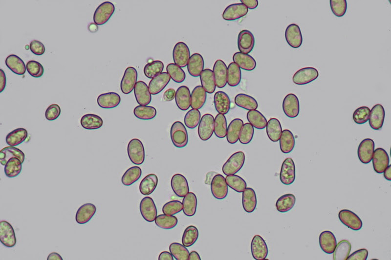 El mundo microscópico de los hongos: Inocybe terrigena (Fr.)Kuhn