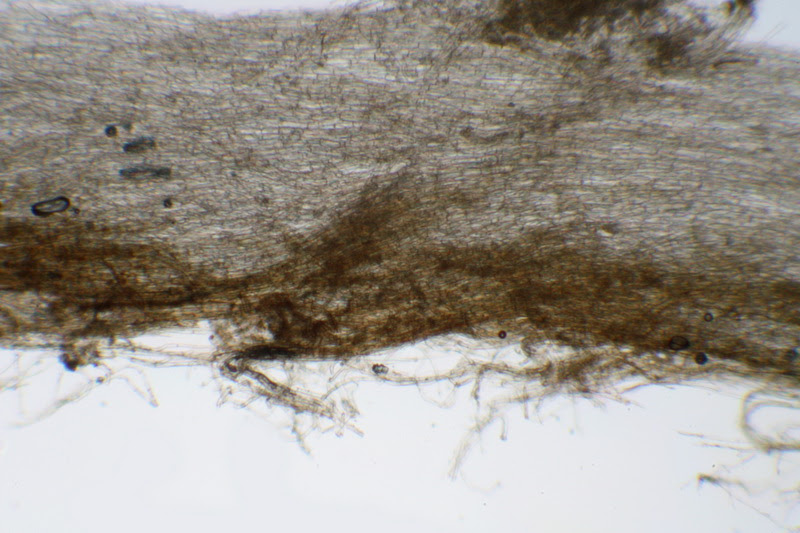 El mundo microscópico de los hongos: Inocybe terrigena (Fr.)Kuhn